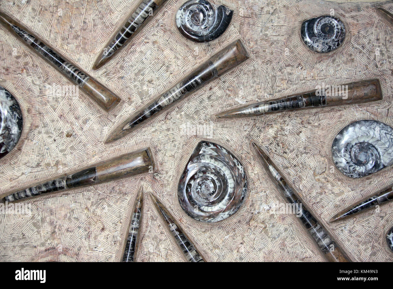 Petrified fossil shells of goniatites, ammonites and orthoceras in ...