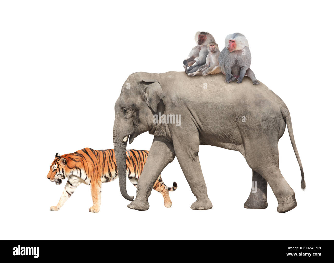 Elephant sitting back hi-res stock photography and images - Alamy