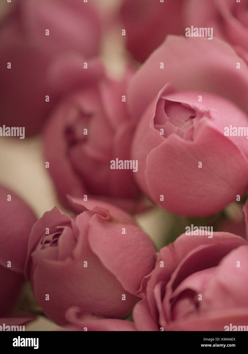 Colorfull roses hi-res stock photography and images - Alamy