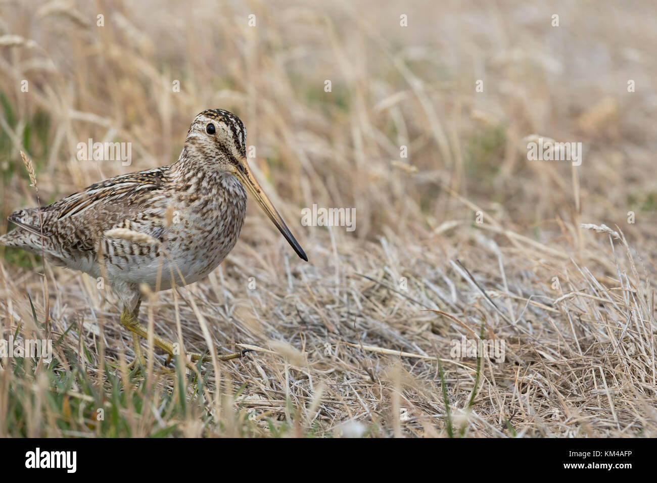magellanic snipe on Sea Lion Island Stock Photo - Alamy