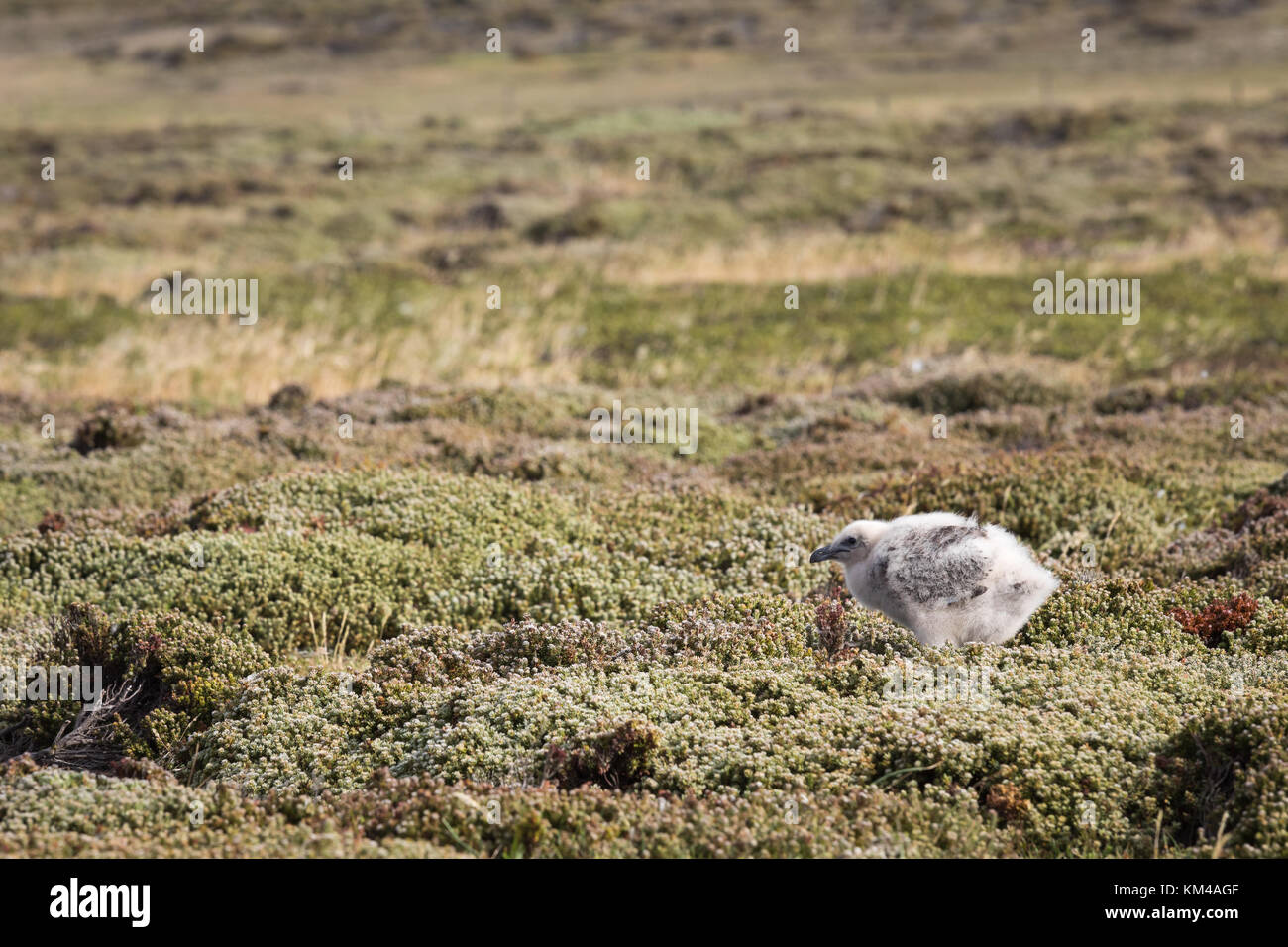 Skua chick on Bleaker Island Stock Photo - Alamy