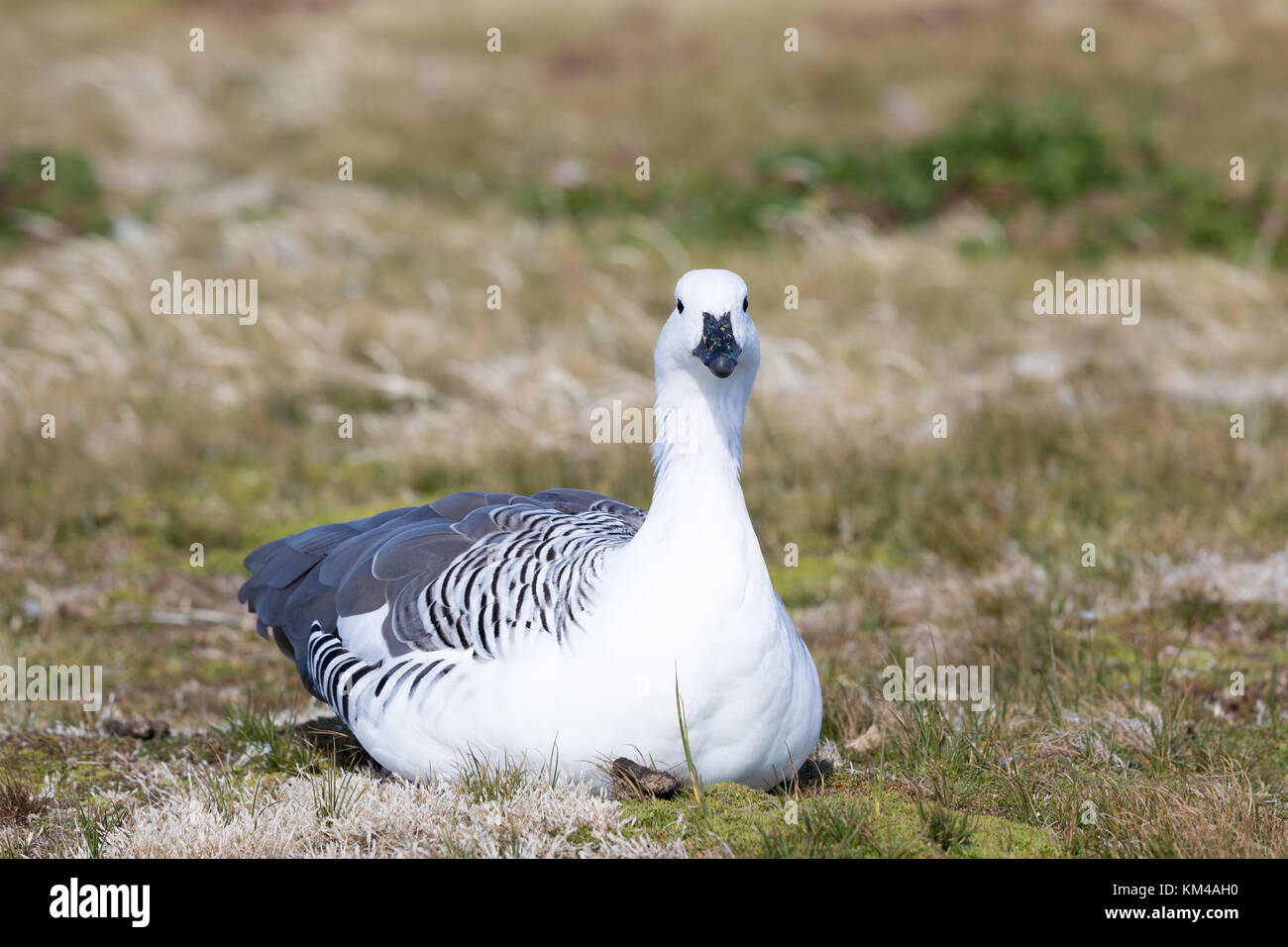 Lion goose hi-res stock photography and images - Alamy