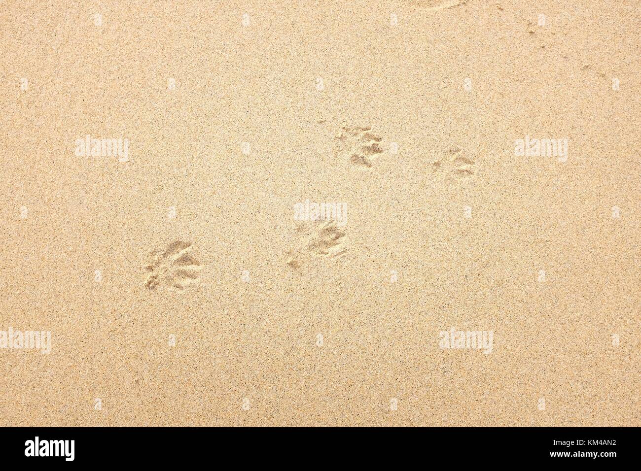 Dog Paw Prints In Sand High Resolution Stock Photography and Images - Alamy