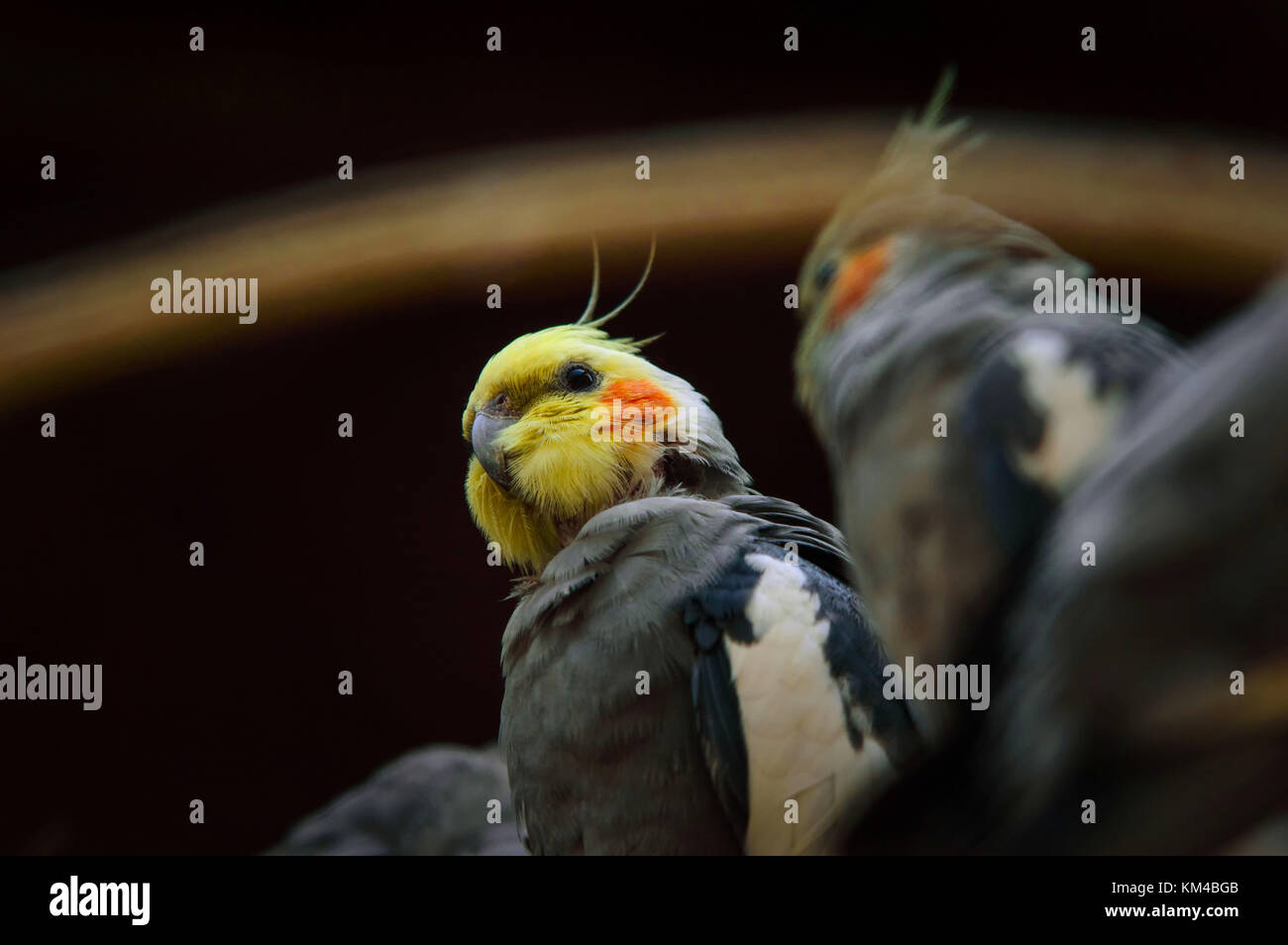 Group cocktail birds hi-res stock photography and images - Alamy