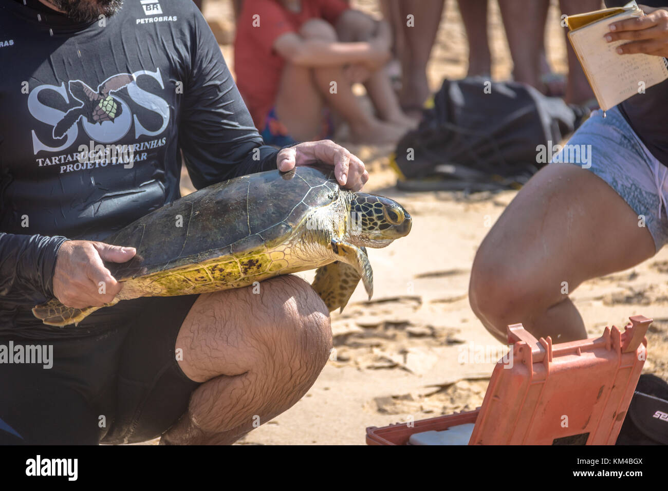 Scientific Capture of Sea Turtles by Tamar Project (Projeto Tamar) at ...