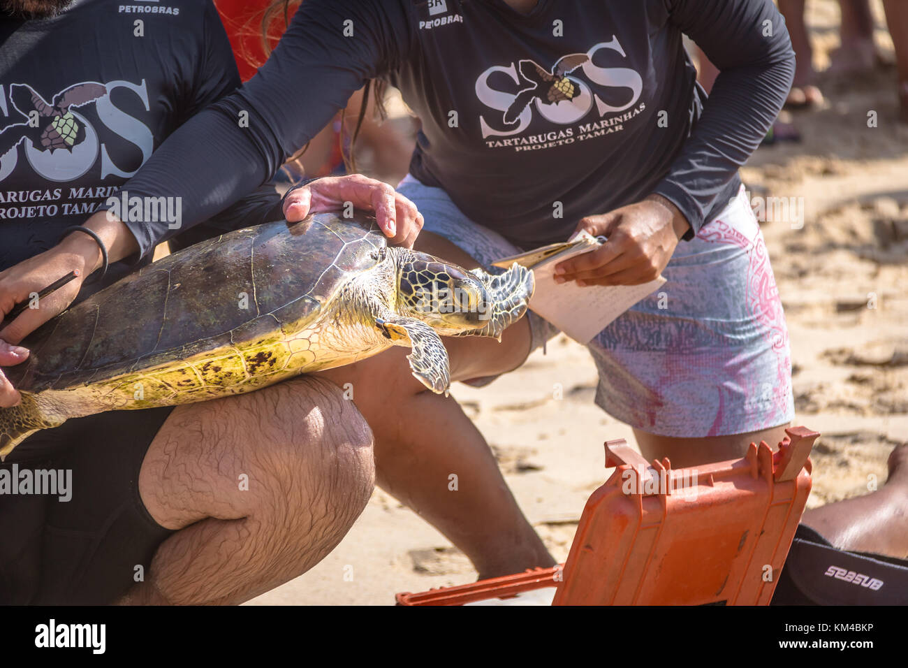 Scientific Capture of Sea Turtles by Tamar Project (Projeto Tamar) at ...