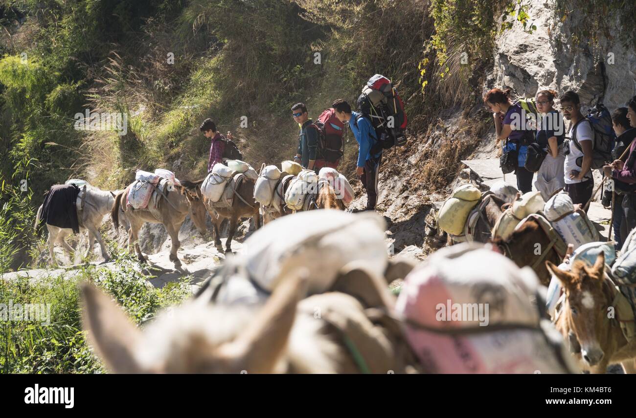 Donkeys transport heavy loads to their remote destination in the ...