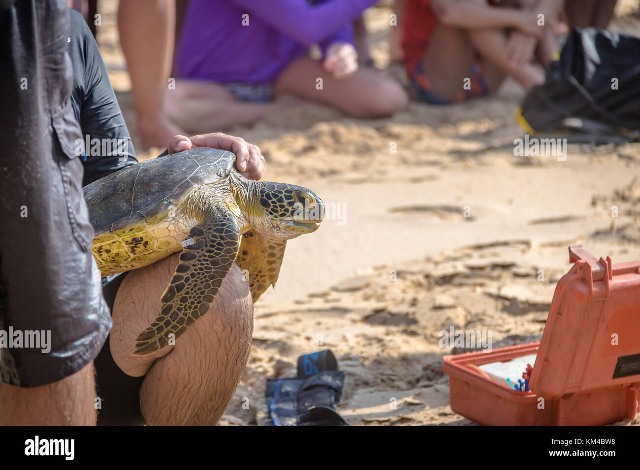 Scientific Capture of Sea Turtles by Tamar Project (Projeto Tamar) at ...