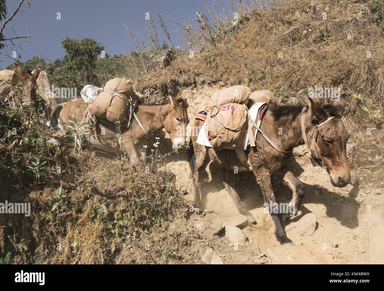 Donkeys transport heavy loads to their remote destination in the ...