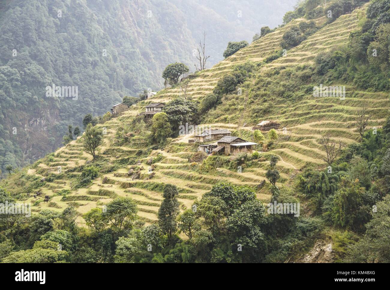 Nepal terraced rice fields in annapurna region hi-res stock photography ...