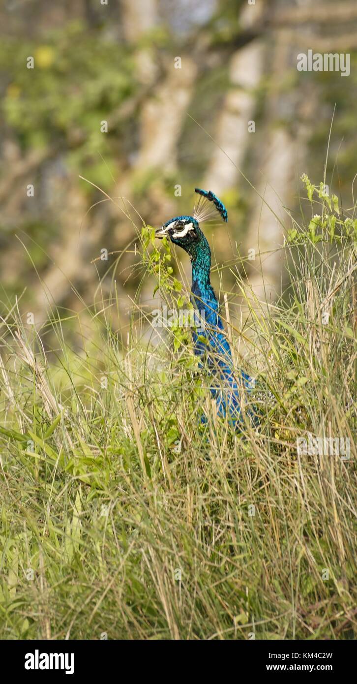 A peacock stands in the wilderness of the Chitwan National Park. It is ...