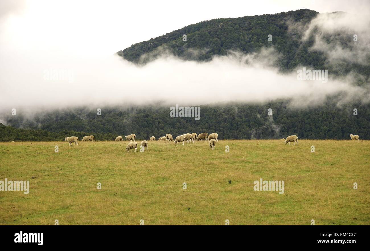 Maori home hi-res stock photography and images - Alamy