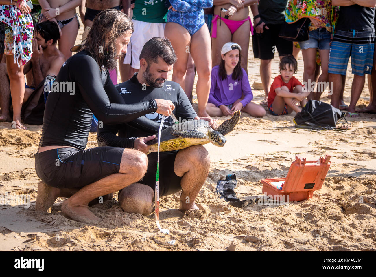Scientific Capture of Sea Turtles by Tamar Project (Projeto Tamar) at ...