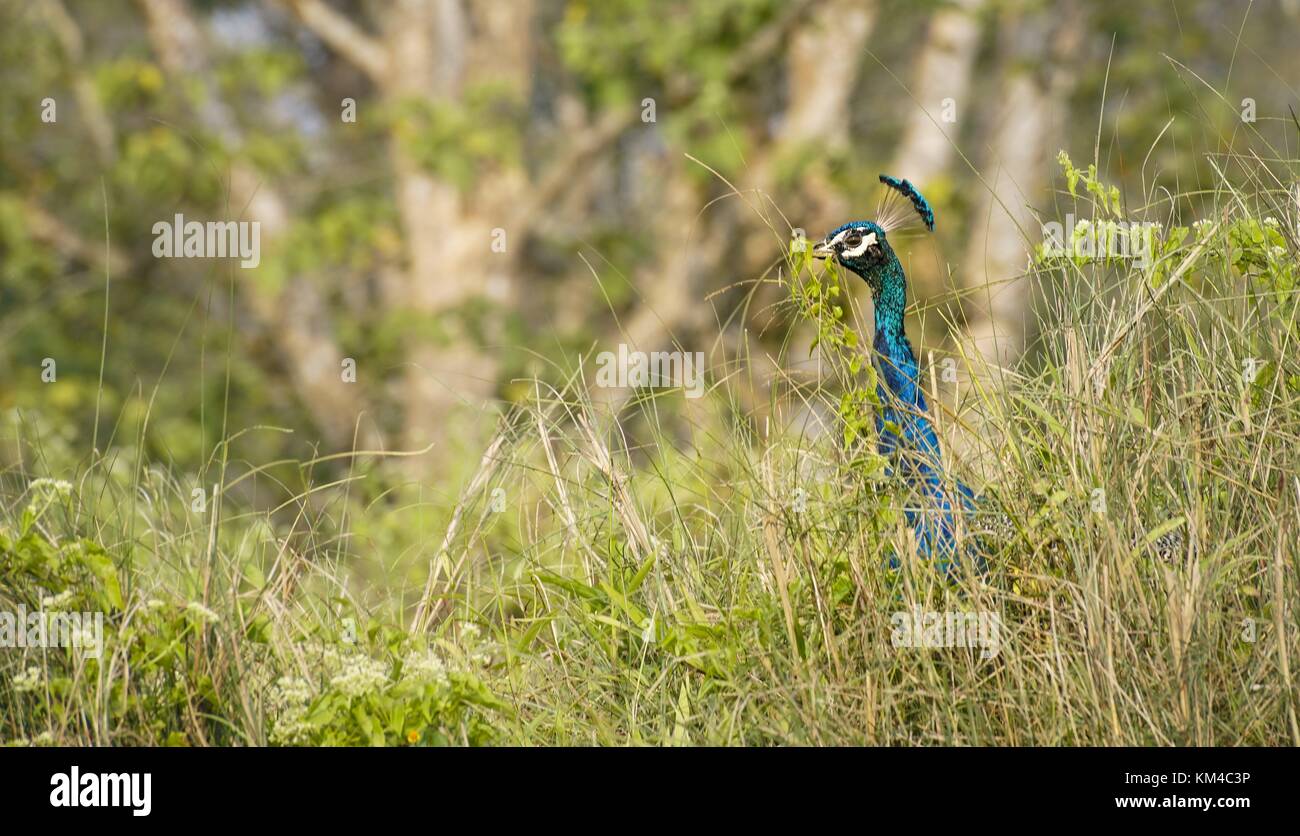 A peacock stands in the wilderness of the Chitwan National Park. It is ...