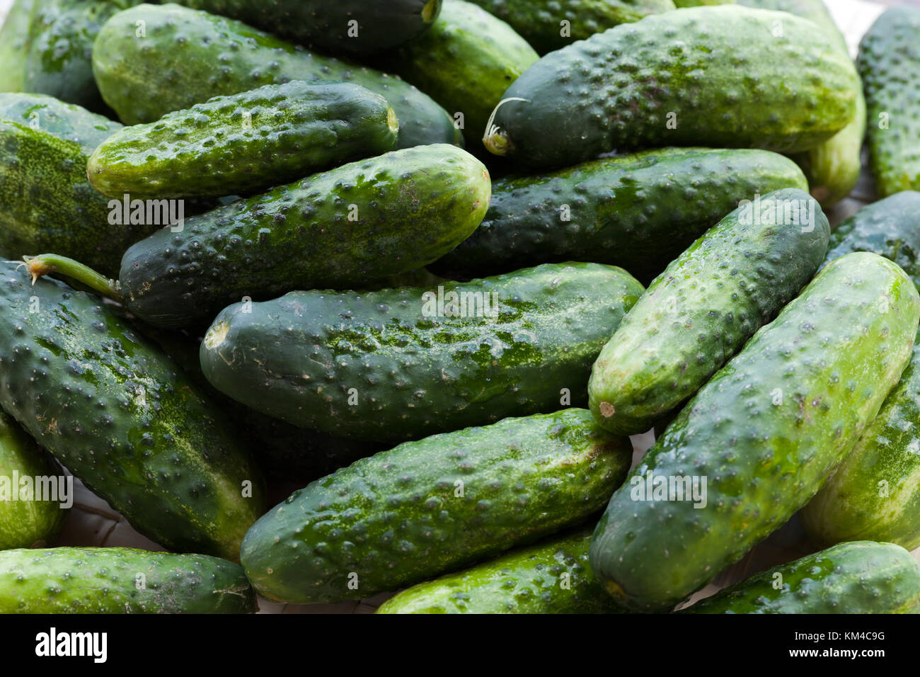 fresh green cucumber Stock Photo - Alamy
