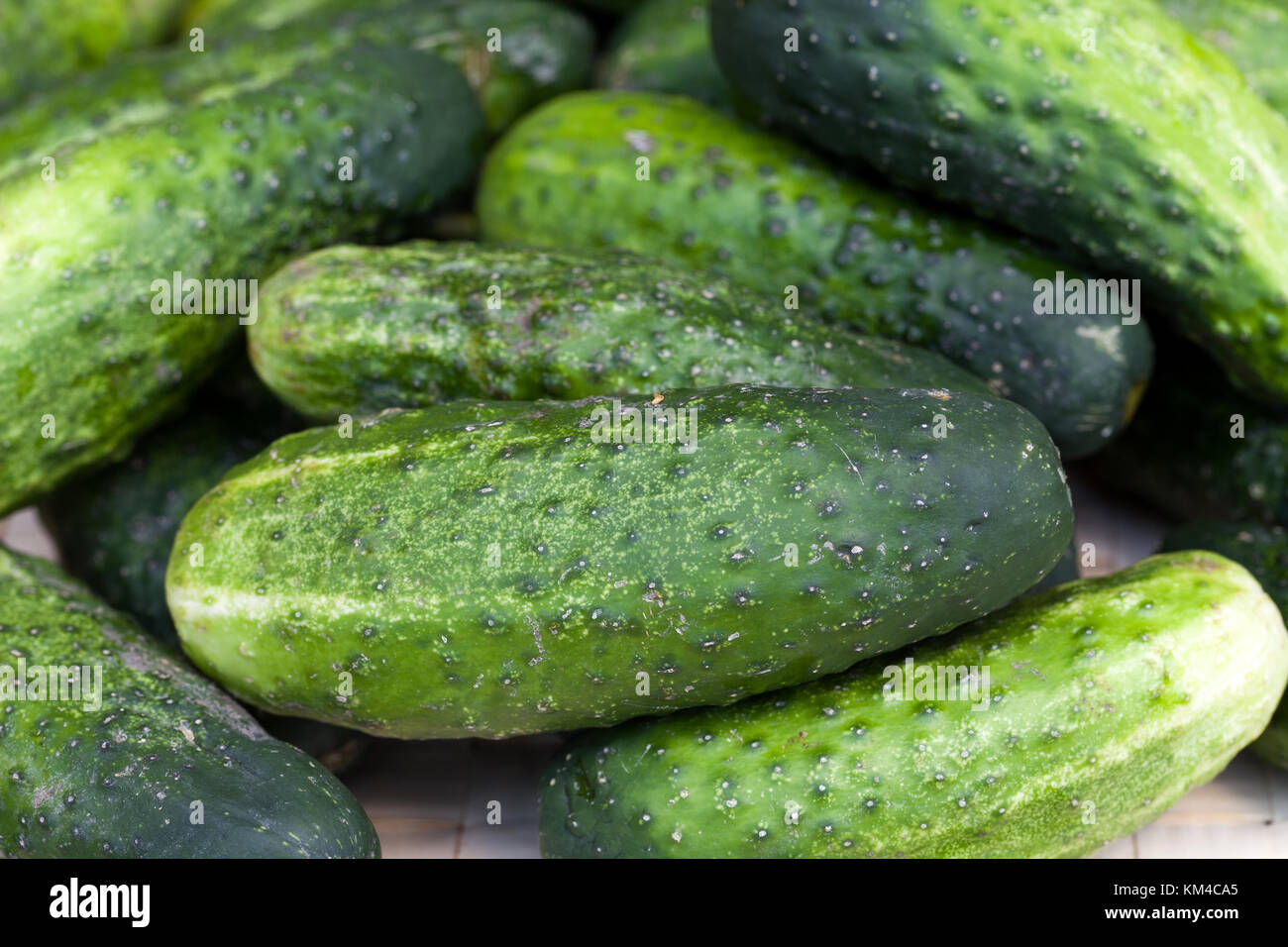 fresh green cucumber Stock Photo - Alamy