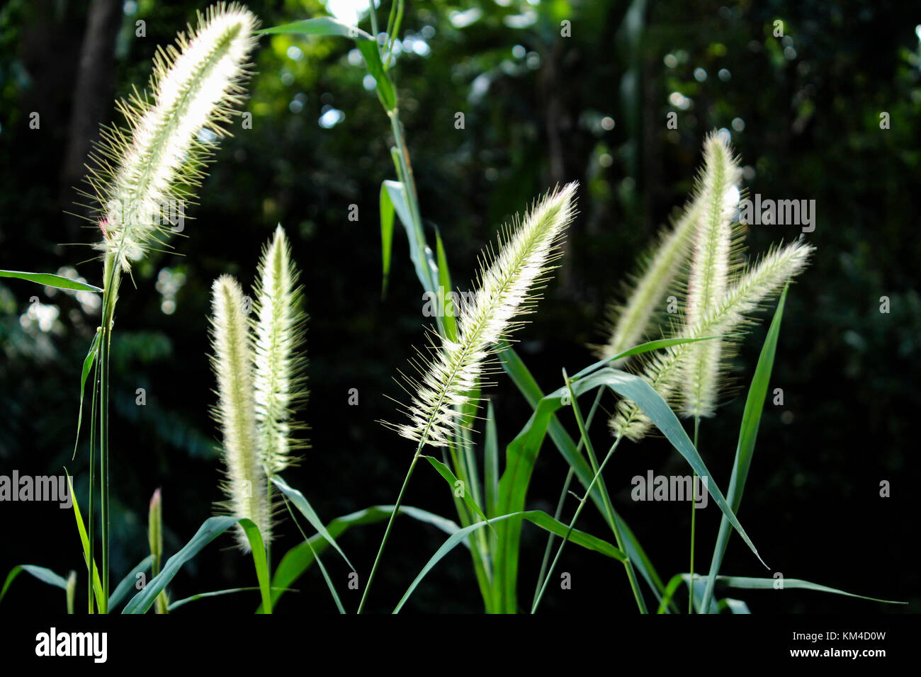 Talahib hi-res stock photography and images - Alamy