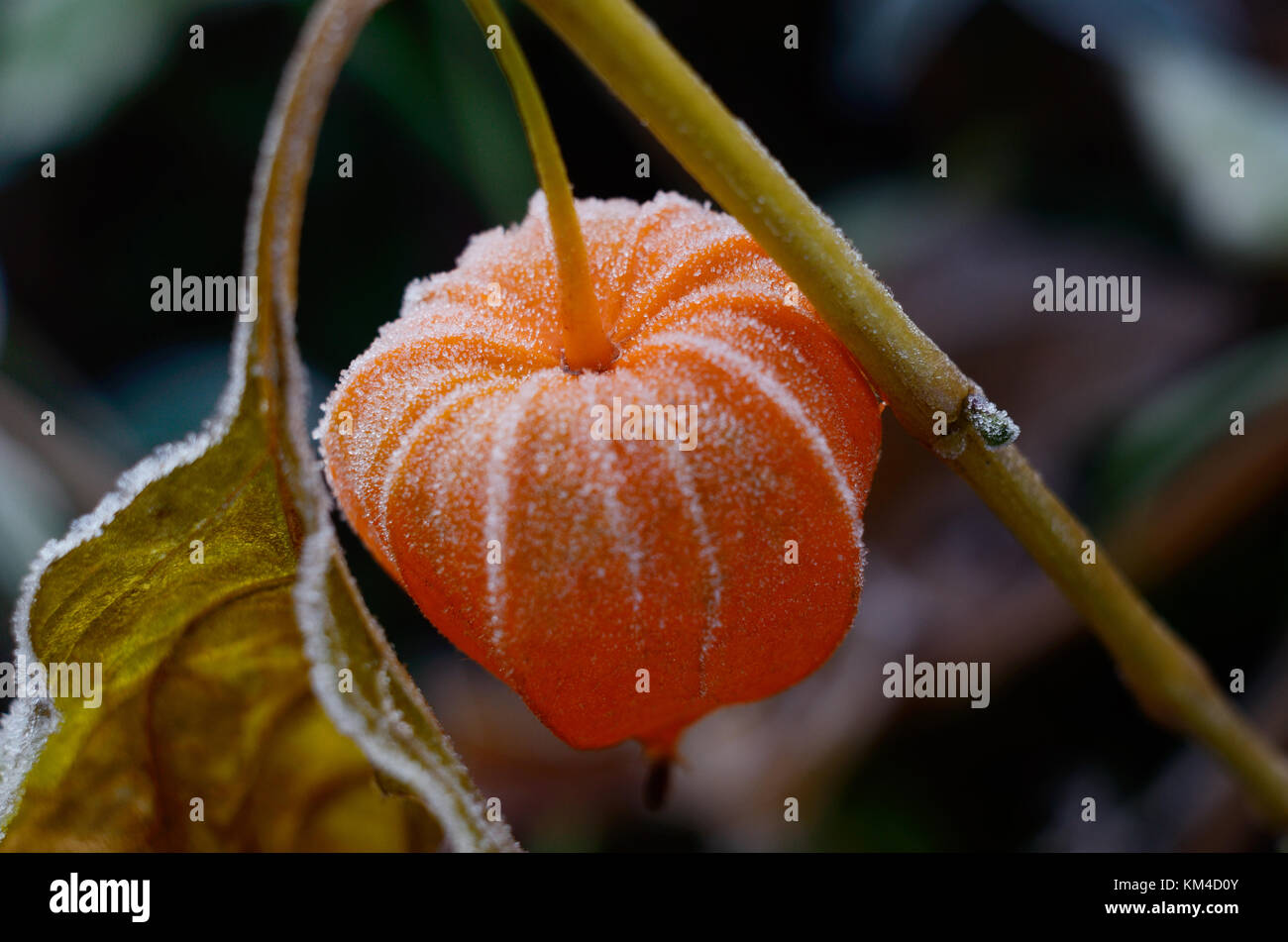 Cape gooseberry physalis. Frozen Autumn flower. Early winter background ...