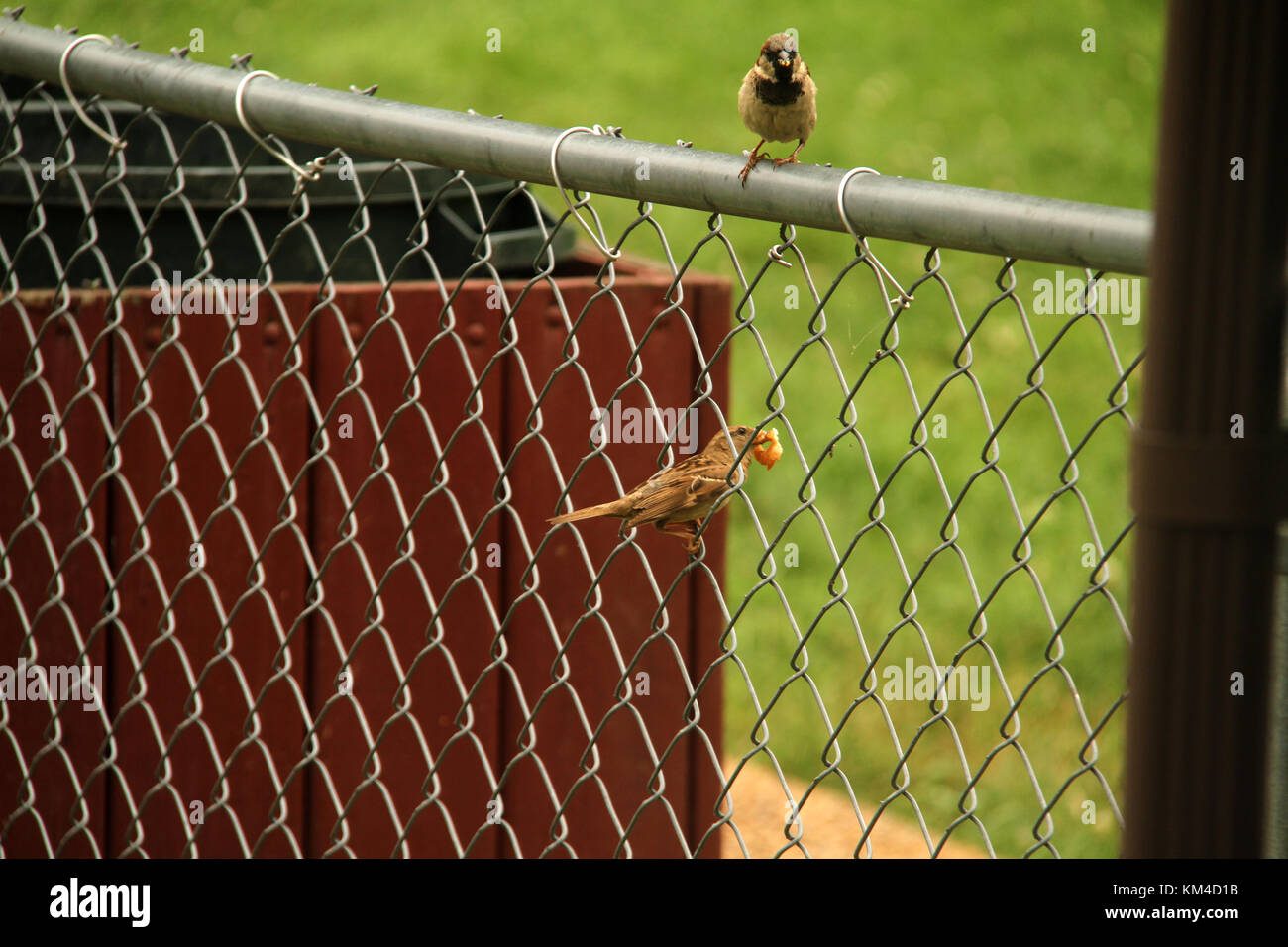 Sparrows on fence Stock Photo - Alamy