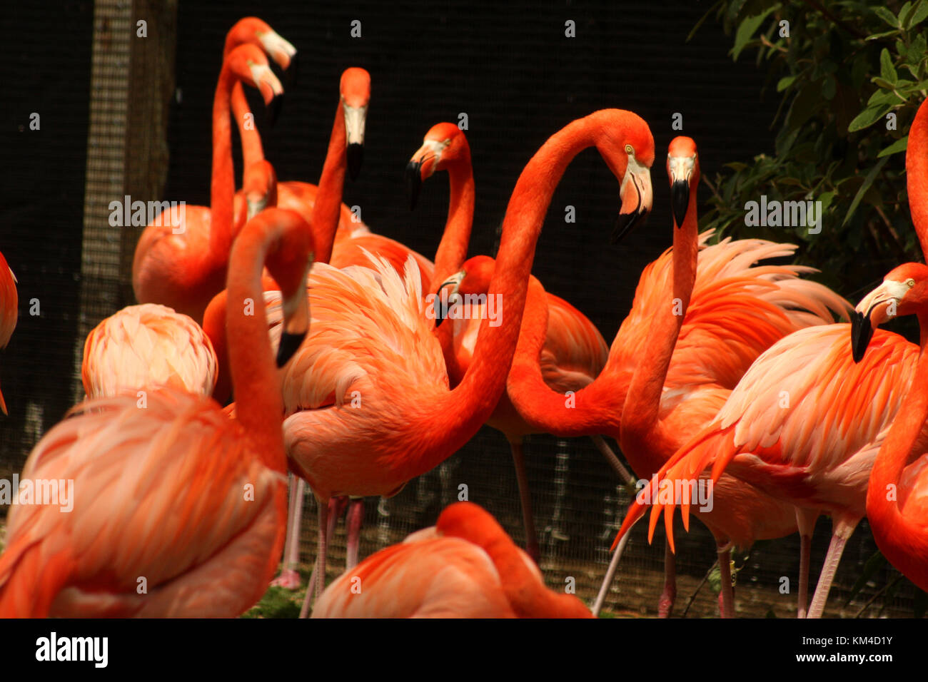 Flamingos in captivity Stock Photo - Alamy