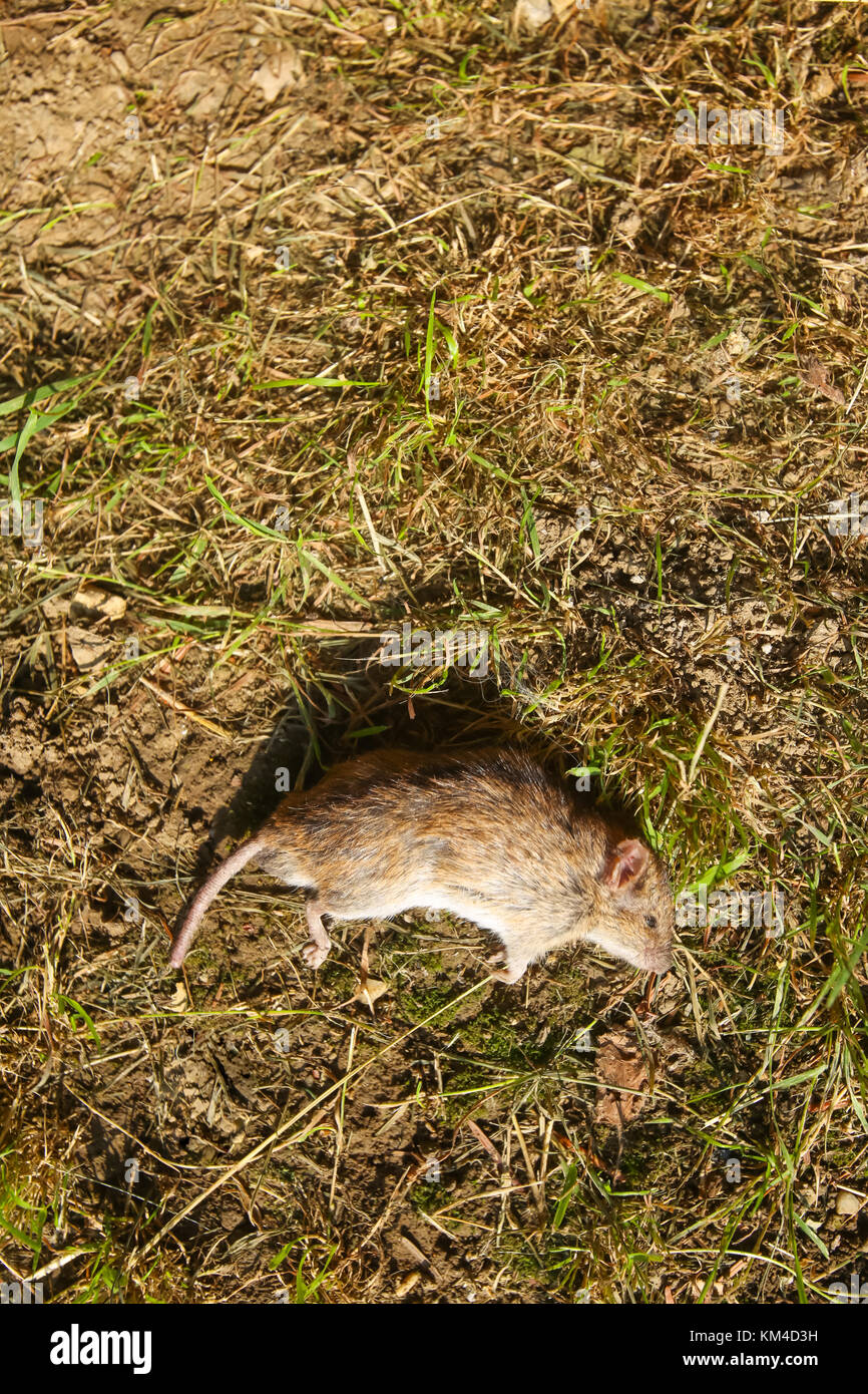 A directly above view of a dead mouse lying on the ground Stock Photo ...