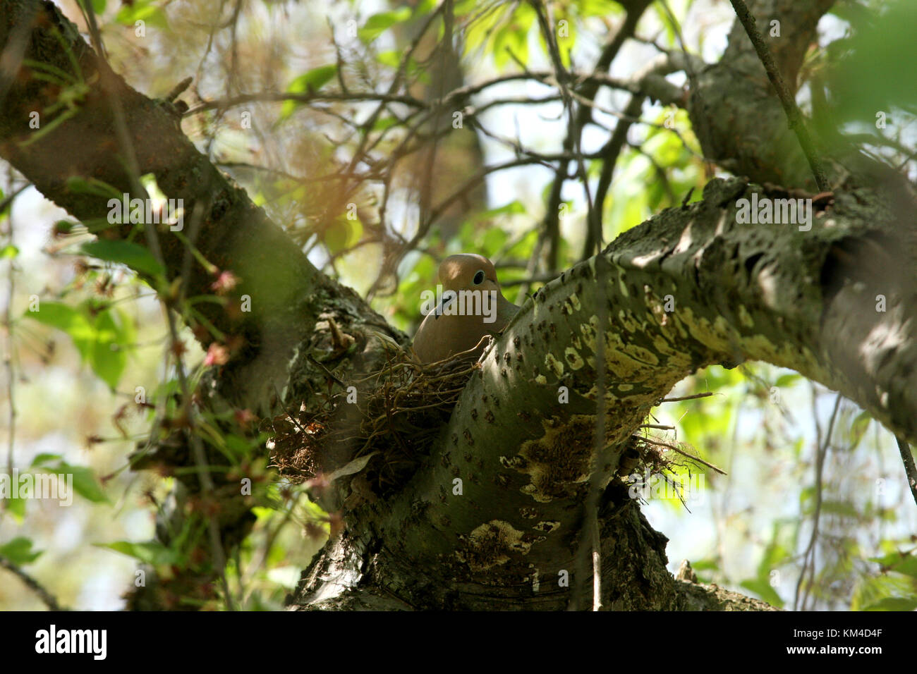 Pigeon nesting in tree Stock Photo - Alamy