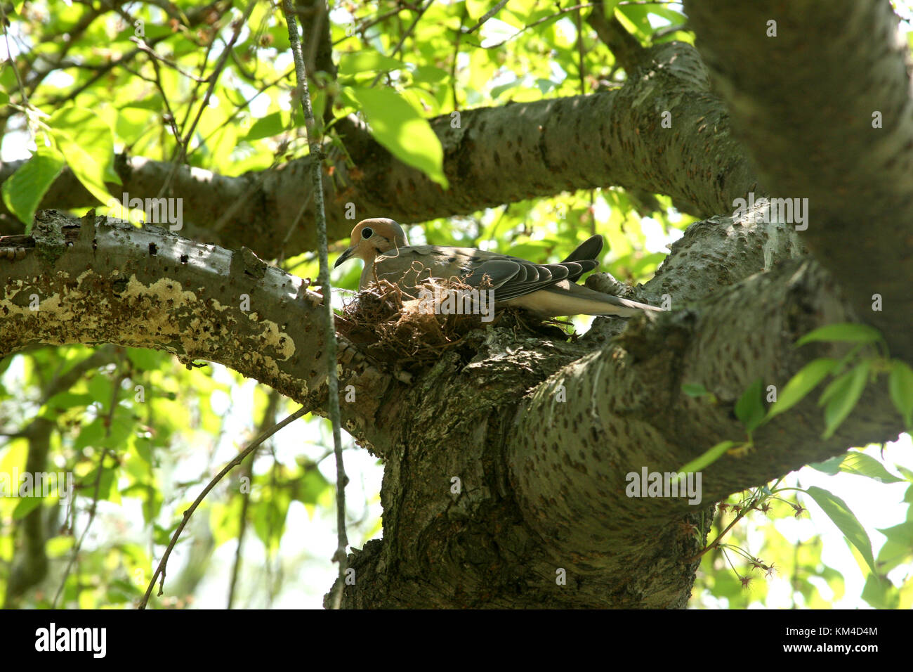 Pigeon nesting in tree Stock Photo - Alamy