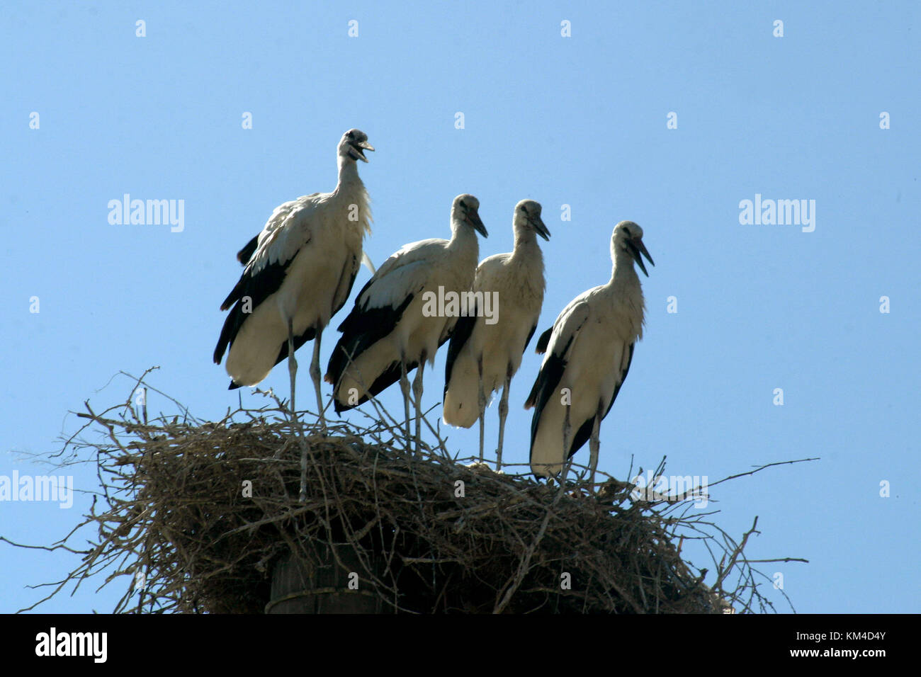 Young white storks in nest Stock Photo - Alamy