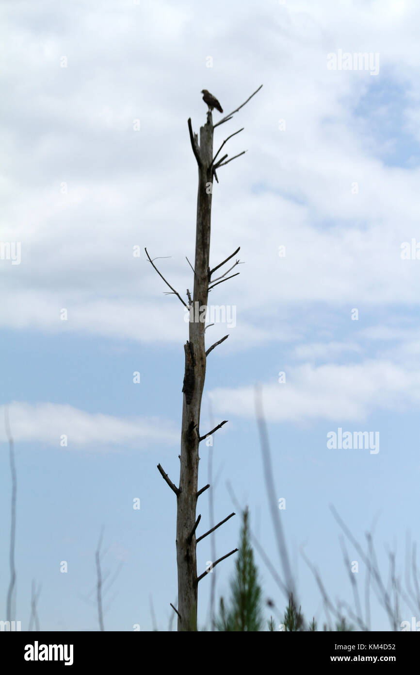 Top hawk hi-res stock photography and images - Alamy