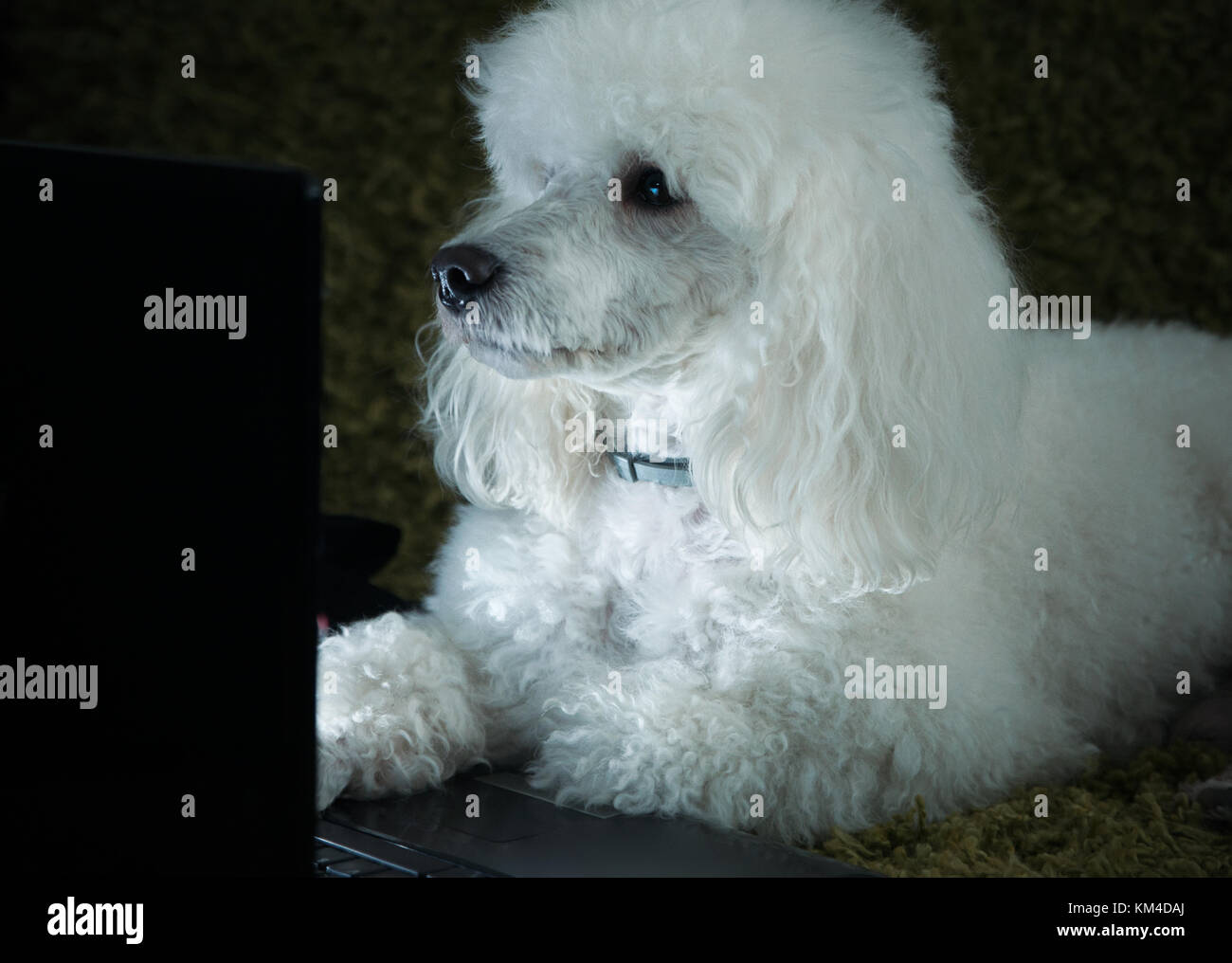 A white dog on a green carpet with a laptop Stock Photo - Alamy