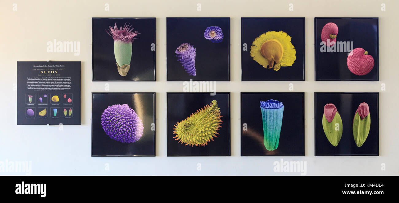 Seed display hi-res stock photography and images - Alamy