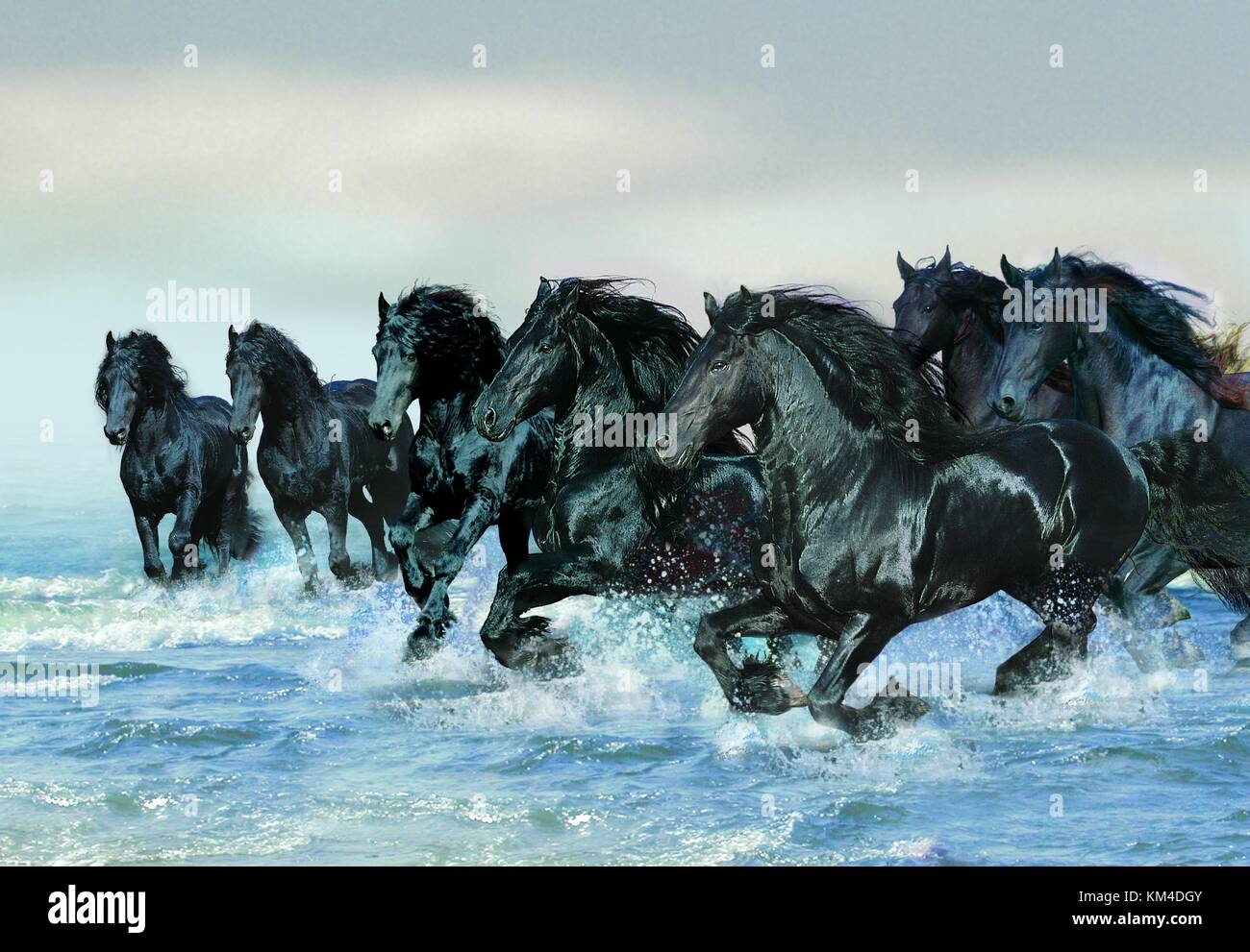 Black Horse Galloping Water High Resolution Stock Photography and ...
