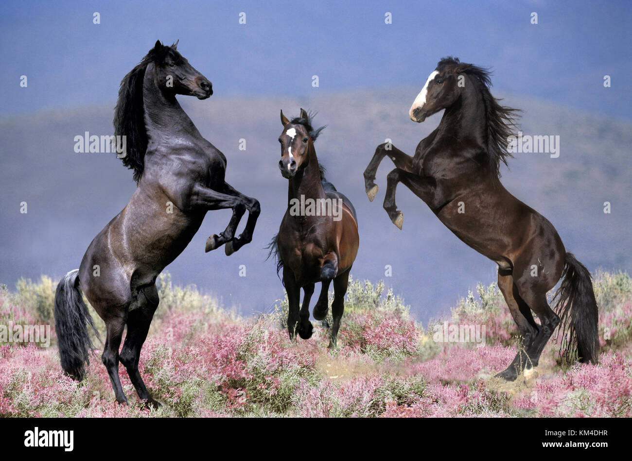 Three Horses High Resolution Stock Photography and Images - Alamy