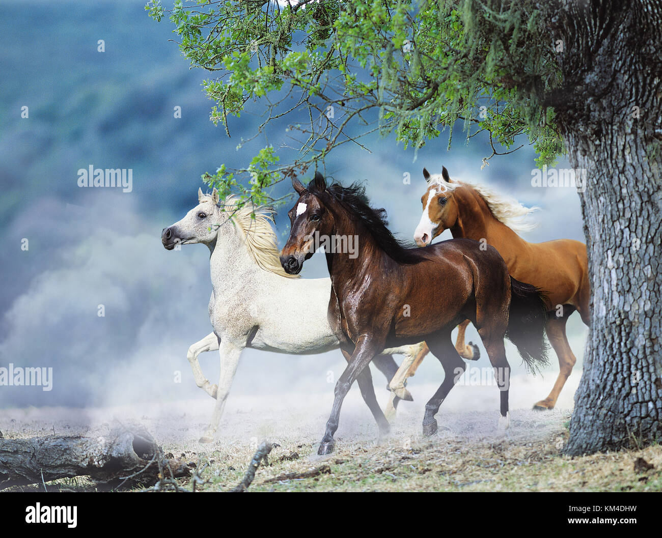 Horses under tree hi-res stock photography and images - Alamy
