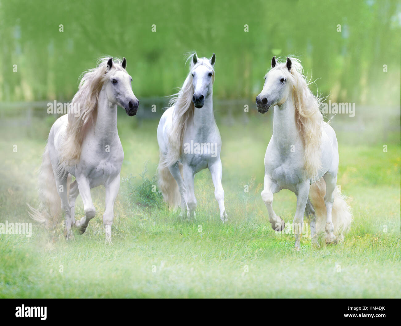 Dream White Horses High Resolution Stock Photography and Images - Alamy