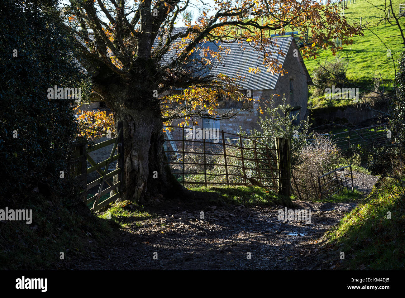 A barn is an agricultural building usually on farms and used for ...