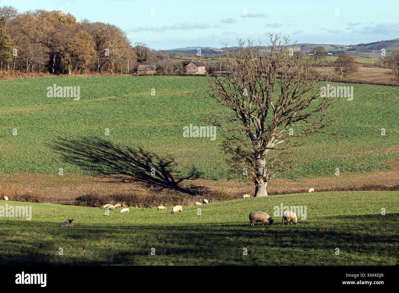 Oak tree in Devon pasture,farmland,farming Stock Photo - Alamy
