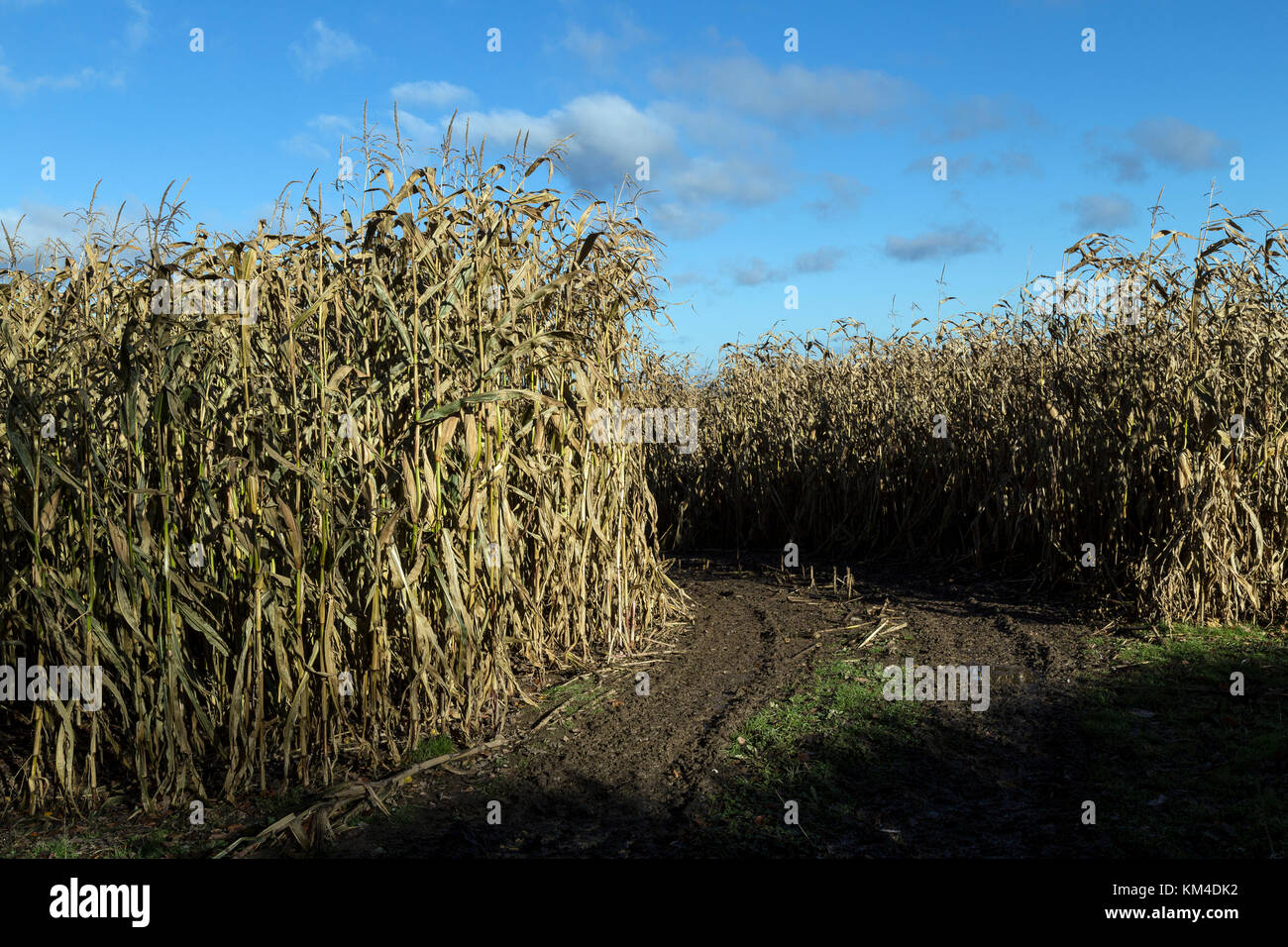 green maize crop in growth at Devon farm Stock Photo - Alamy