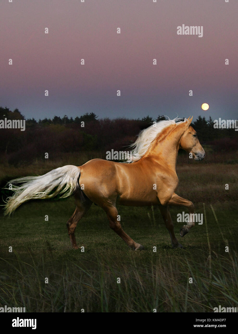 Palomino Horse Stock Photos & Palomino Horse Stock Images - Alamy
