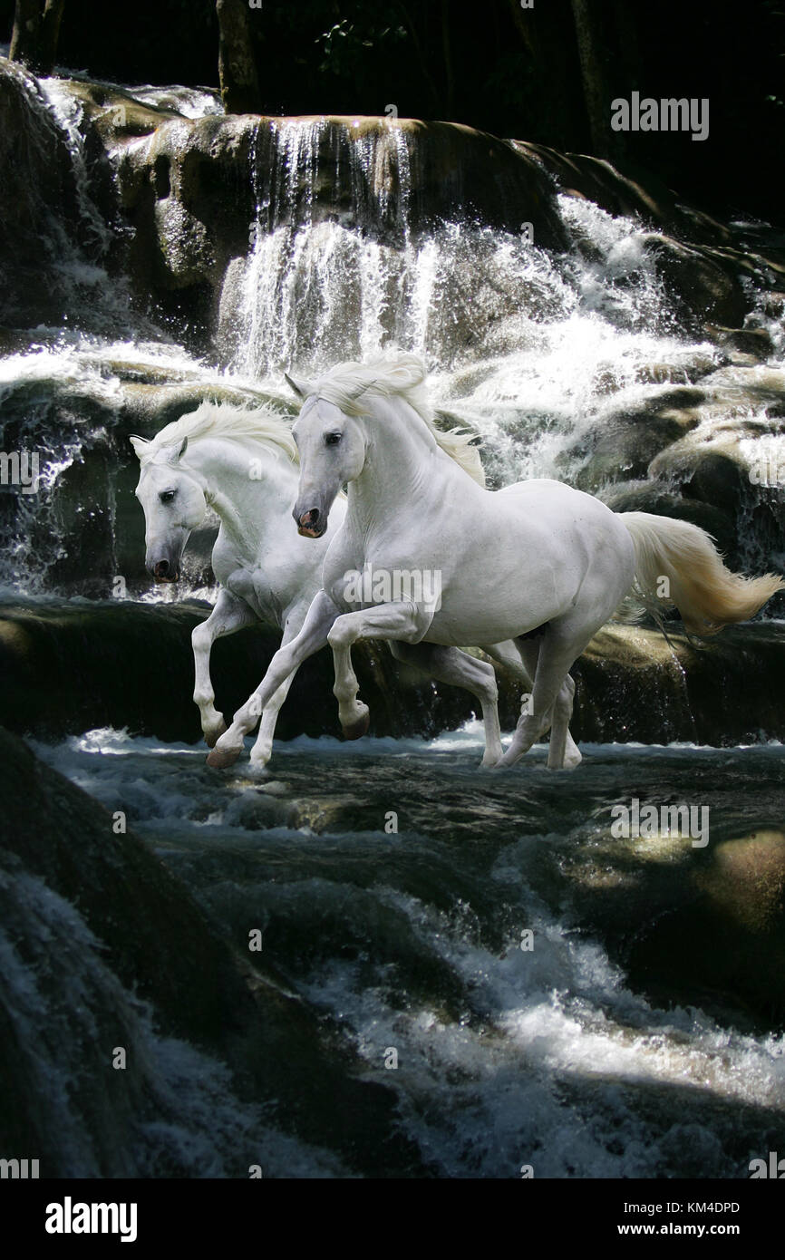 Running white horses hi-res stock photography and images - Alamy