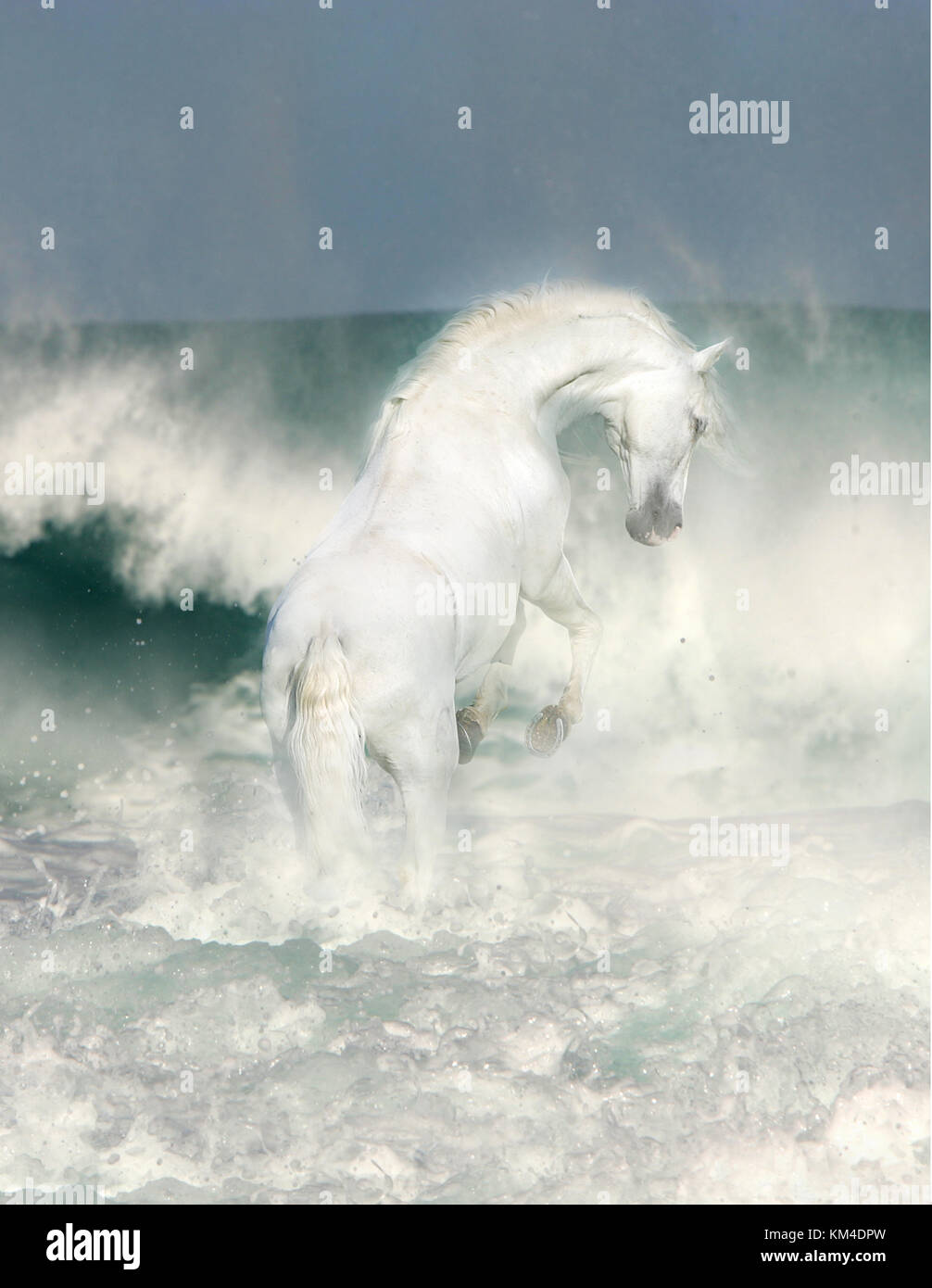 White Horse Rearing High Resolution Stock Photography and Images - Alamy