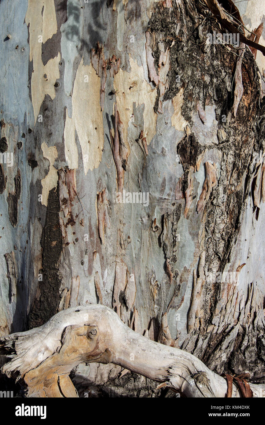 The bark of a Eucalyptus tree - texture or background Stock Photo - Alamy