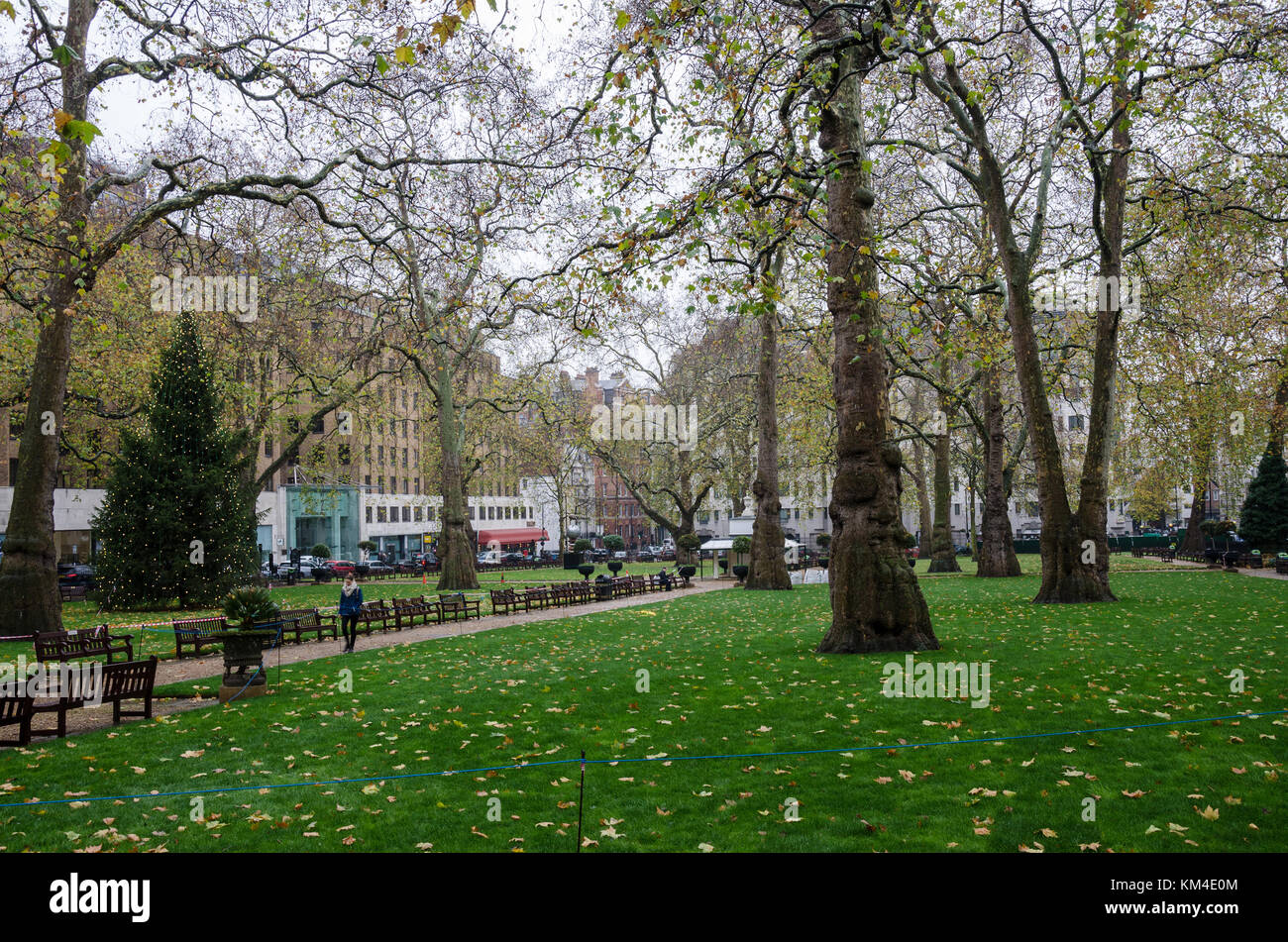 Berkeley Square Trees High Resolution Stock Photography and Images - Alamy