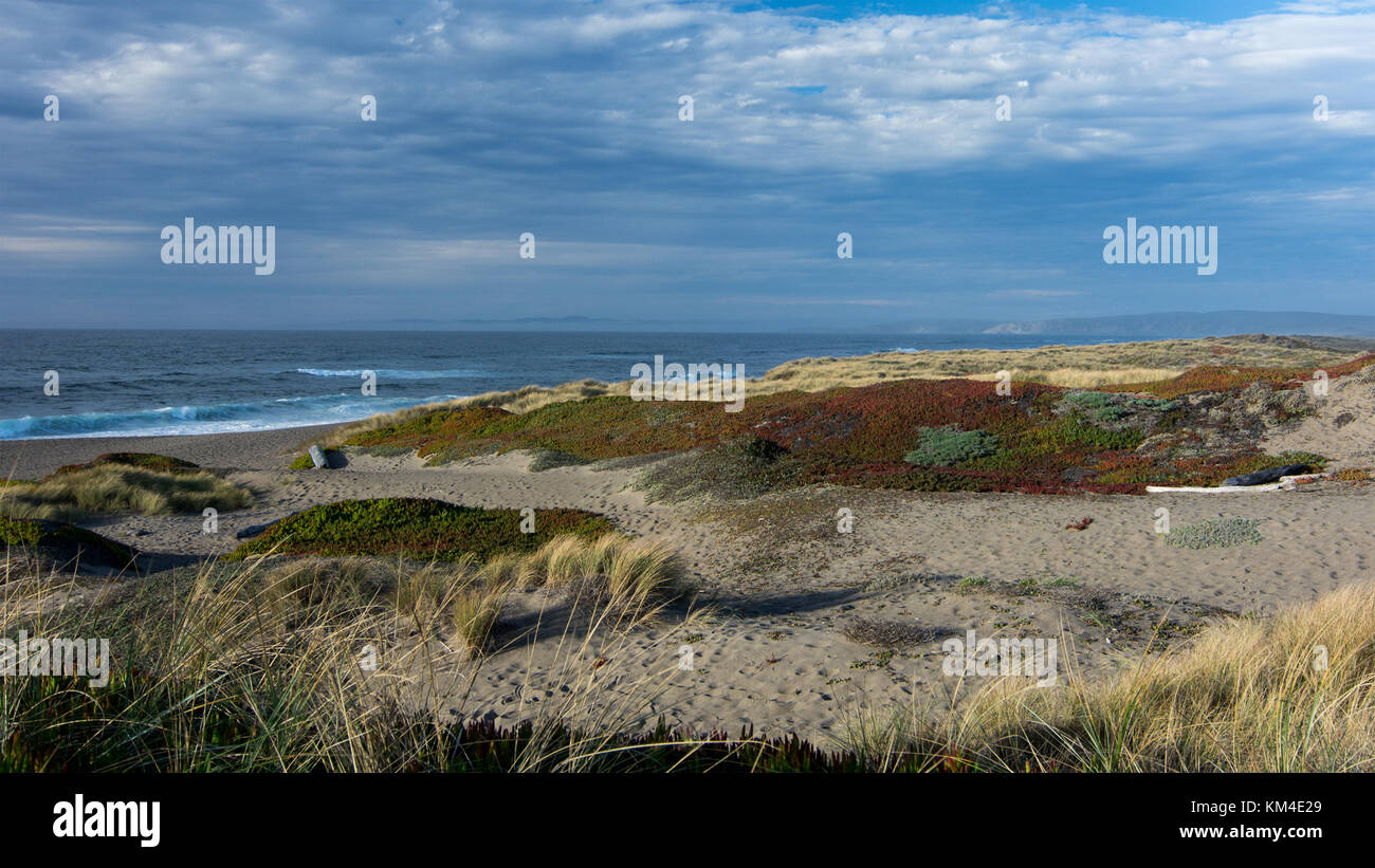 Panoramic overview of the sand dunes at Point Reyes National Seashore ...