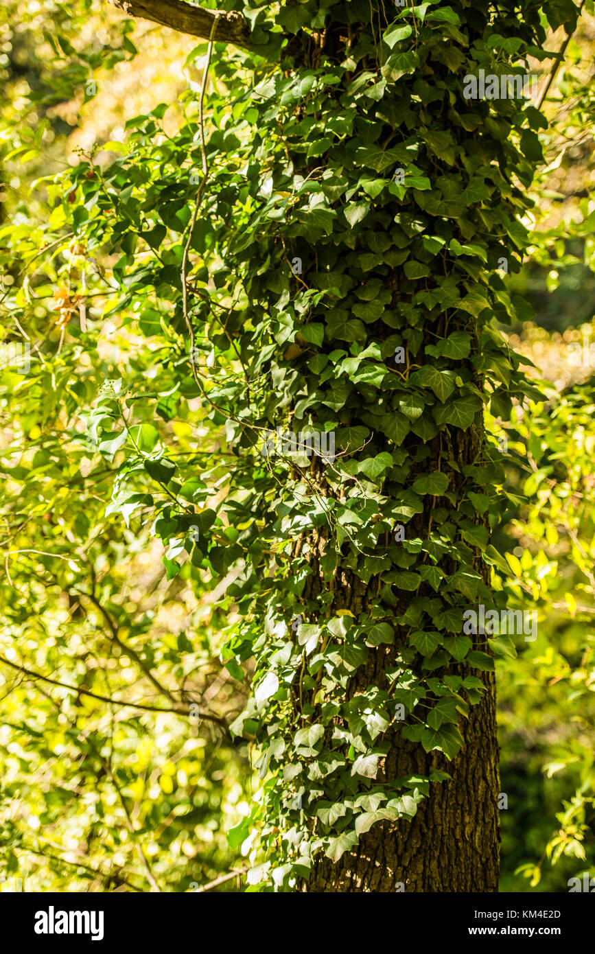 Twisted tree vine hi-res stock photography and images - Alamy