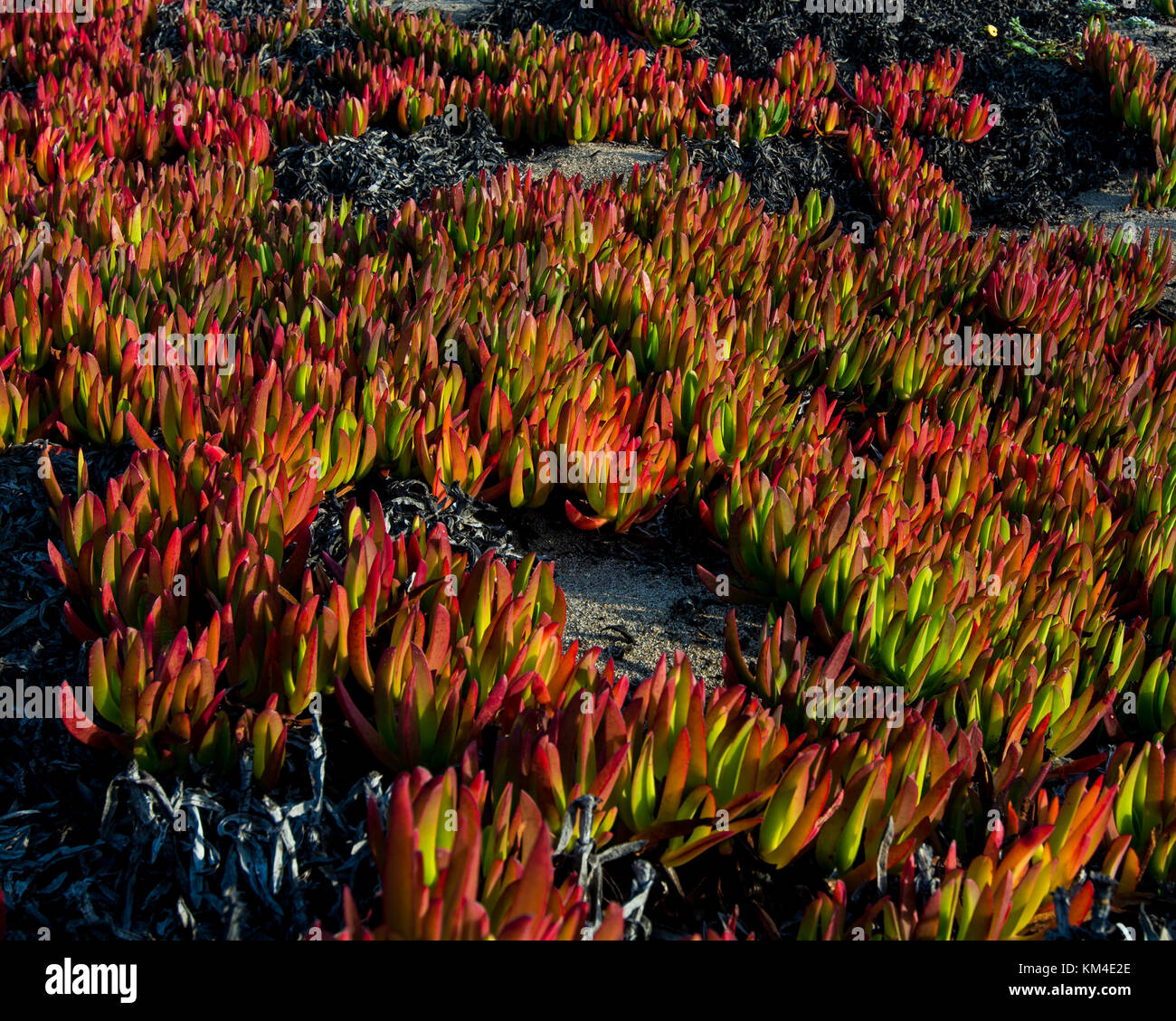Closeup on red Ice plant, Carpobrotus edulis , on sand dunes at Point ...