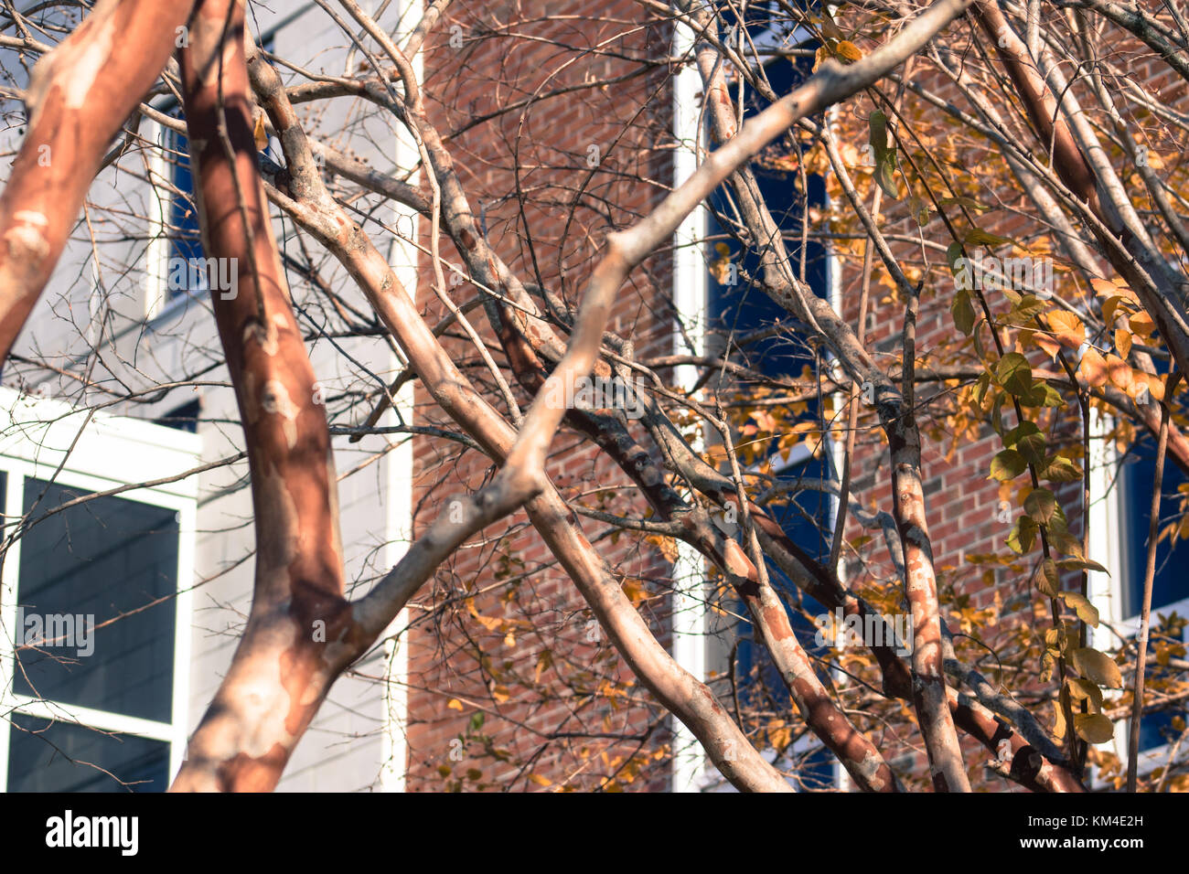 Trees and buildings Stock Photo - Alamy