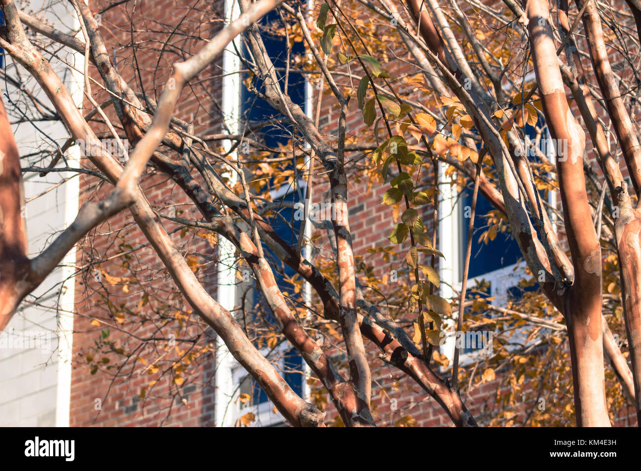 Trees and buildings Stock Photo - Alamy