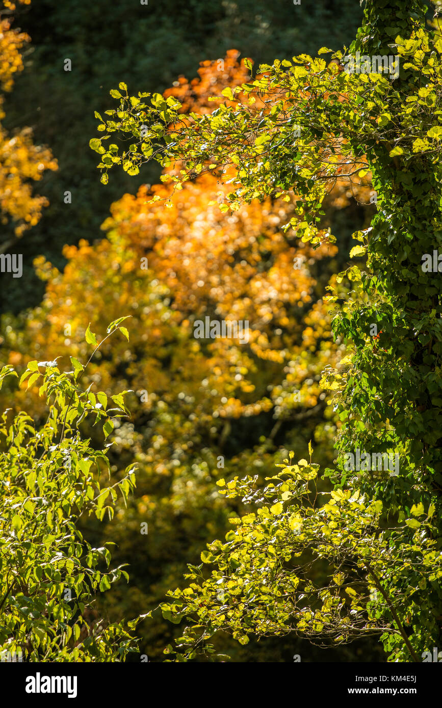 Trees with different colors hi-res stock photography and images - Alamy