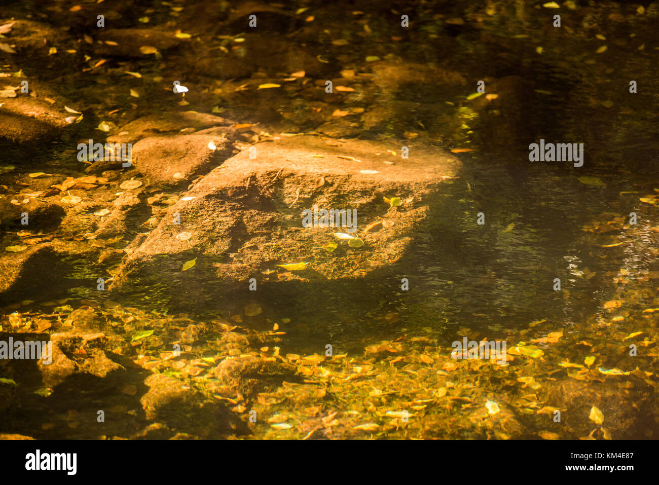 Leaves of trees in the water of the Jerte River during the autumn ...
